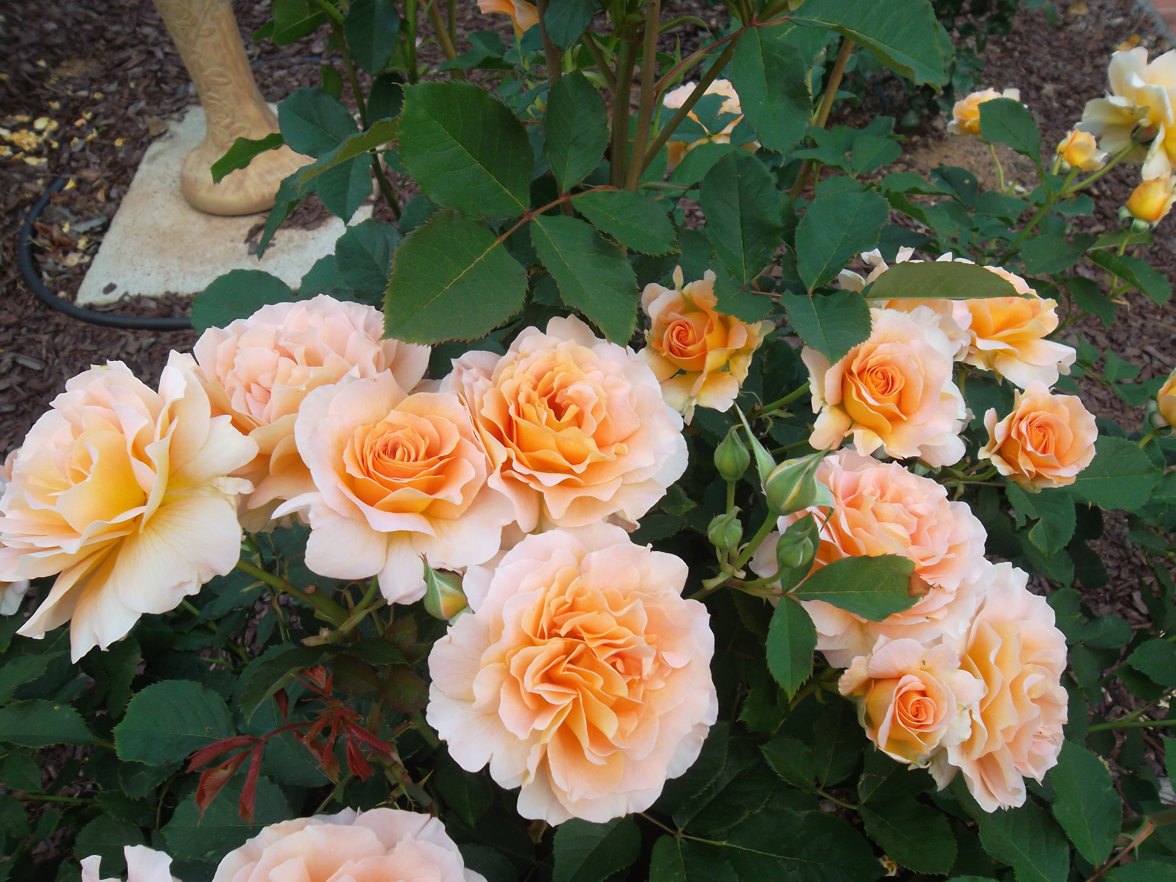 For Inquiring Minds | Elaine Minamide